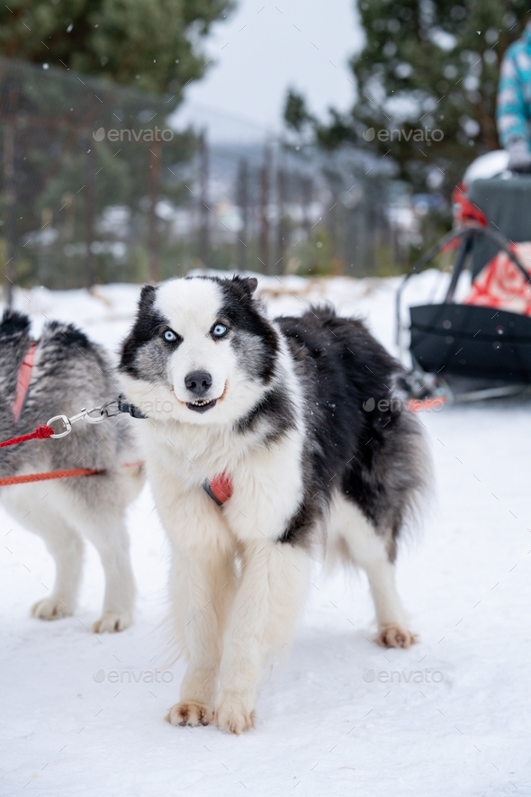 Sled dog breeds. Stock Photo by katrinasid | PhotoDune