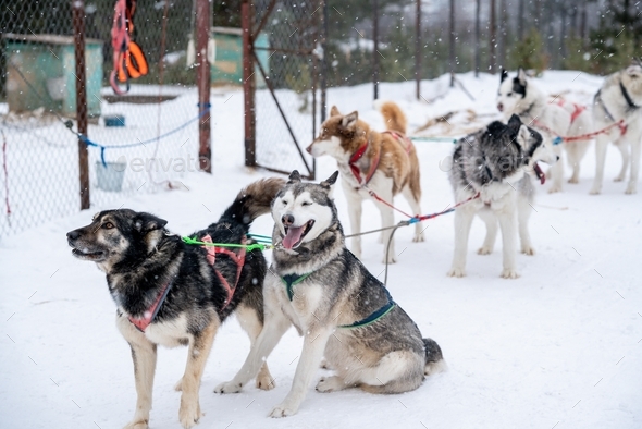 Sled dog breeds. Stock Photo by katrinasid | PhotoDune