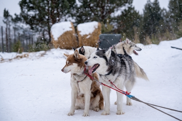 Sled dog breeds. Stock Photo by katrinasid | PhotoDune