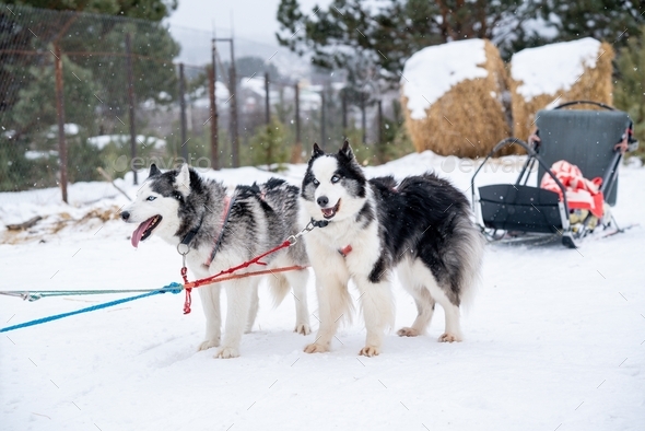 Sled dog breeds. Stock Photo by katrinasid | PhotoDune