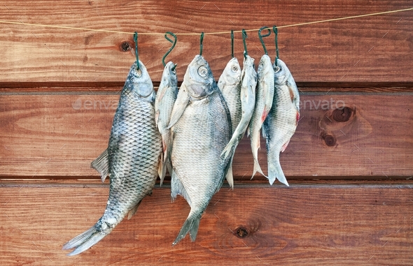 Dried salted fish hanging on a rope against wooden wall, front view ...