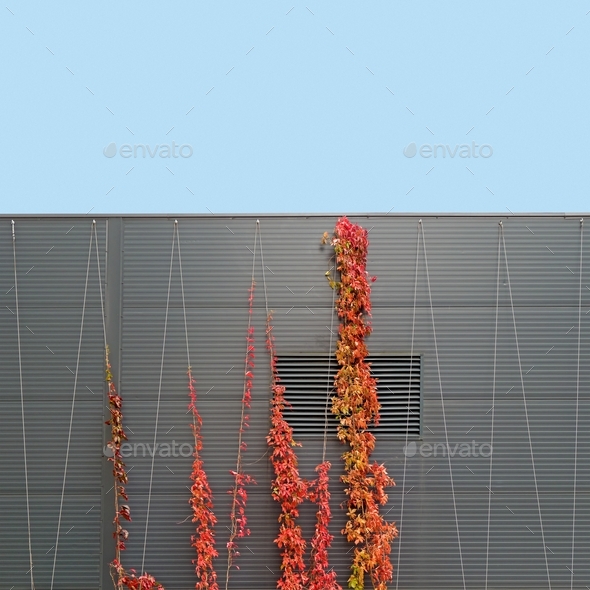 Red and yellow vine tree climbing on modern building wall in autumn ...