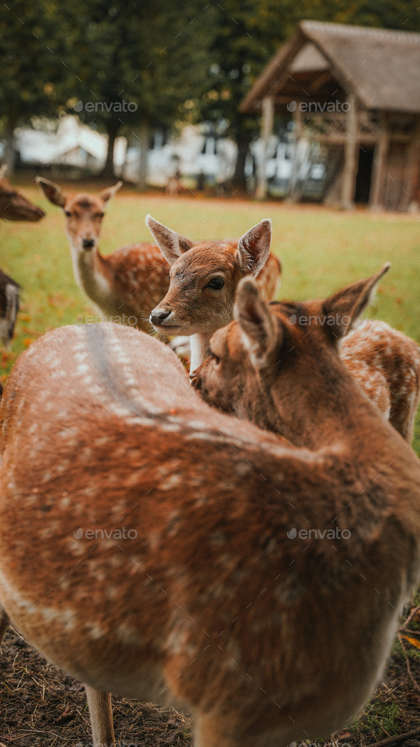 The group of young deer. They are so cute and beautiful with polka dots ...