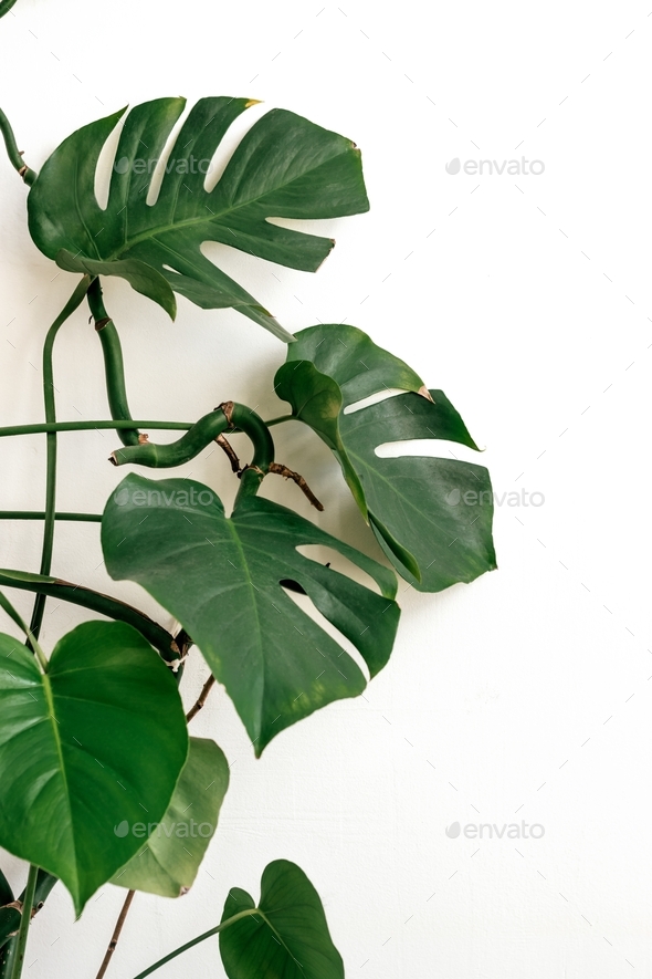 Branches and leaves of monstera on the background of a white wall ...