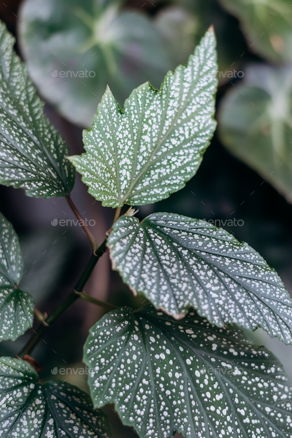Leaves of begonia close-up.Houseplants and urban jungle concept. Stock ...
