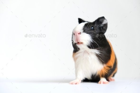 Tricolor guinea pig on a white background Stock Photo by MarishkaTR