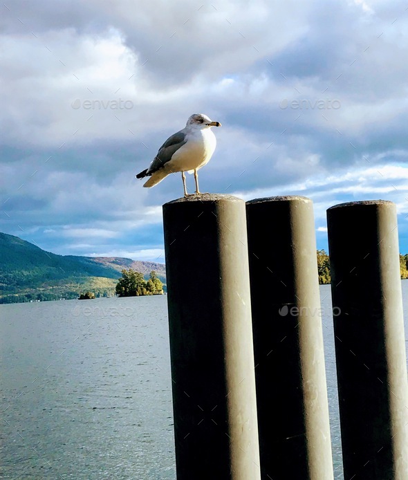 Lake George - seagull Stock Photo by kane251 | PhotoDune