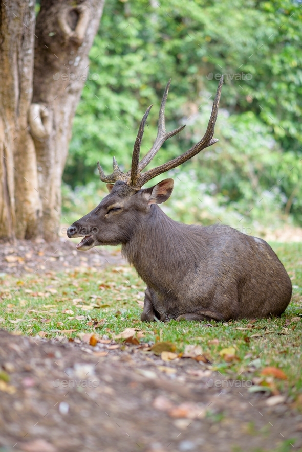 Sambar Deer Ruminant in nature reserve Stock Photo by Tonefotografia