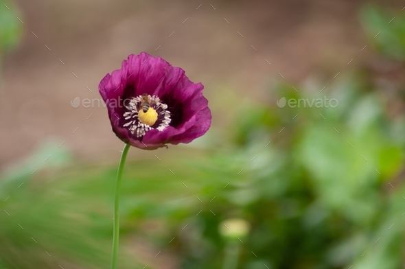 purple poppies in the garden, a tiny fly sits on a petal, natural ...