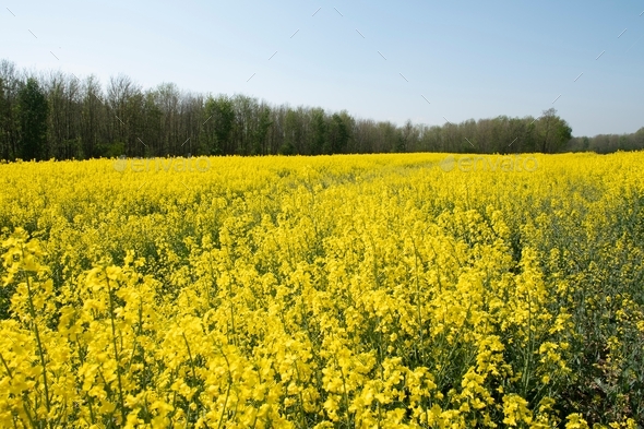 bright yellow field of blooming rapeseed in belgium, sunny spring day ...