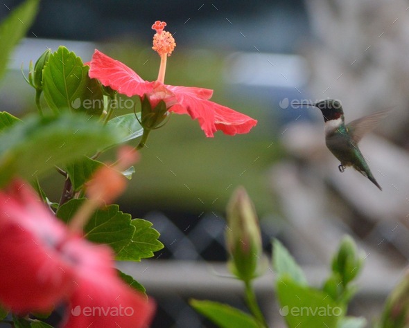 Hummingbird captured in flight by a red hibiscus flower Stock Photo by ...