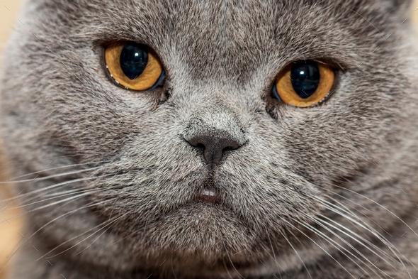 Photo of a British cat Stock Photo by oleg_21 | PhotoDune