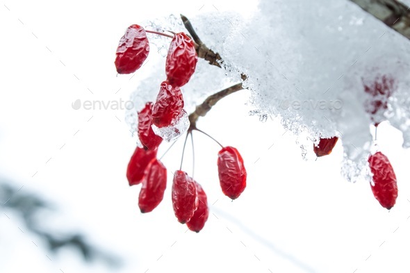 Frozen red berries Stock Photo by MayFayStudio | PhotoDune