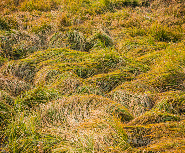 Grassy Textures Stock Photo by foremankelly | PhotoDune