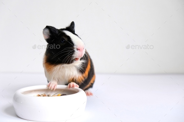 Tricolor guinea pig on a white background eats food from a bowl. Stock ...