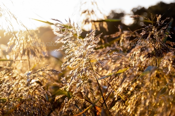 Wild dry grass at sunset. Nature wild plants sunlight background ...