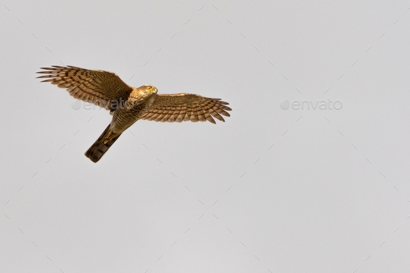 Sparrowhawk in flight Stock Photo by radovan_zierik | PhotoDune