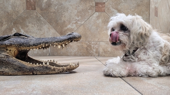 Dog and Alligator try to decide who is coming to dinner in pets acting ...
