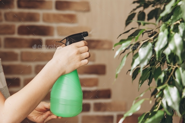 Teenager boy spraying ficus leaves. Greenery at home. Urban jungle ...