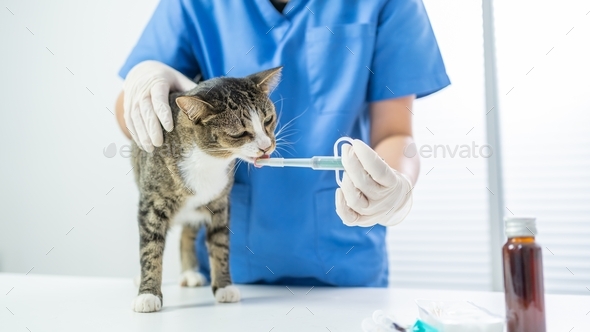 Vet surgeon. Cat on examination table of veterinarian clinic ...