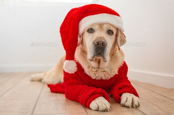 adorable fawn dog Labrador in a red sweater and Santa Claus hat Stock ...