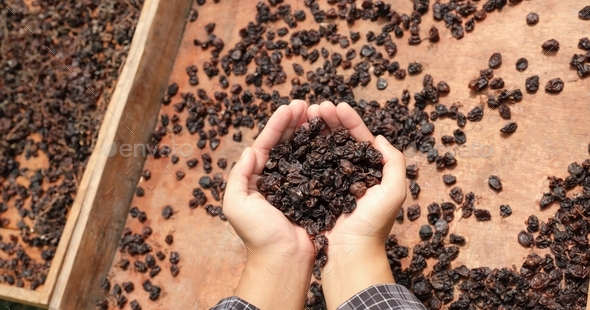 Currant grapes in young woman hand in front of organic raisin drying ...