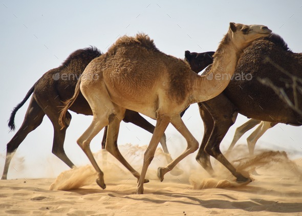 Camels running in the desert wilderness Stock Photo by spencerpa440