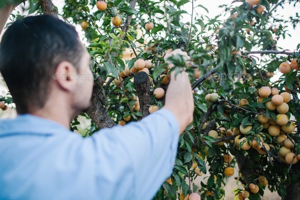 Plucking gathering fruits field trees Stock Photo by Lemnaouer | PhotoDune