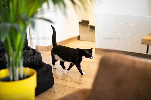 Black and white cat at home walking Stock Photo by Lemnaouer | PhotoDune