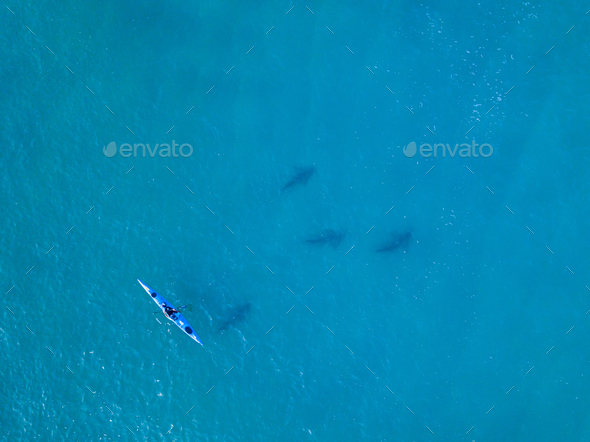 Four sharks and a kayak.. Stock Photo by iMunther | PhotoDune