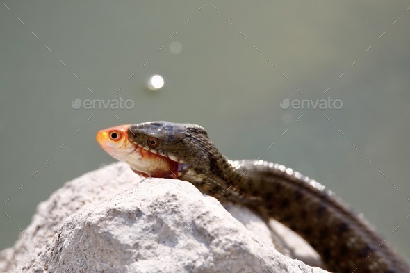 Water Snake having a golden breakfast.. Stock Photo by iMunther | PhotoDune