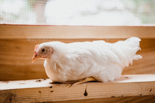 White hen chicken on a beam of wood inside a chicken coop Stock Photo ...