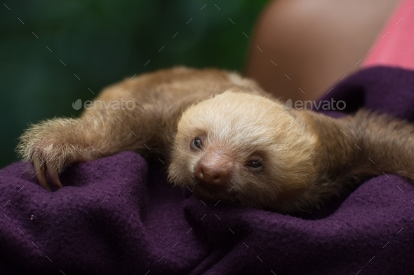 Baby sloth, seen in an animal rescue center in Costa Rica Stock Photo ...