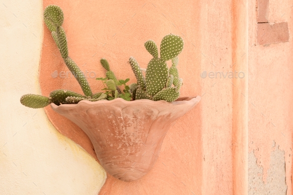 Potted cactus plant handing on an earthcolored wall Stock Photo by yogi_ank