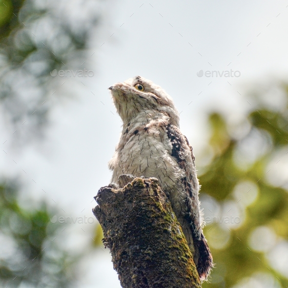 Potoo bird, all day sitting and mostly sleeping on a dead tree branch ...