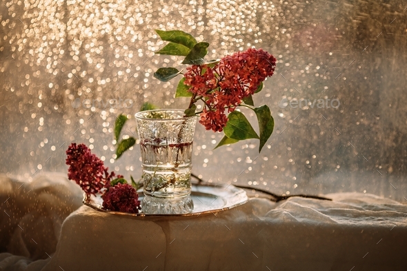 Still life with lilacs in raindrops and rays of the setting sun Stock ...