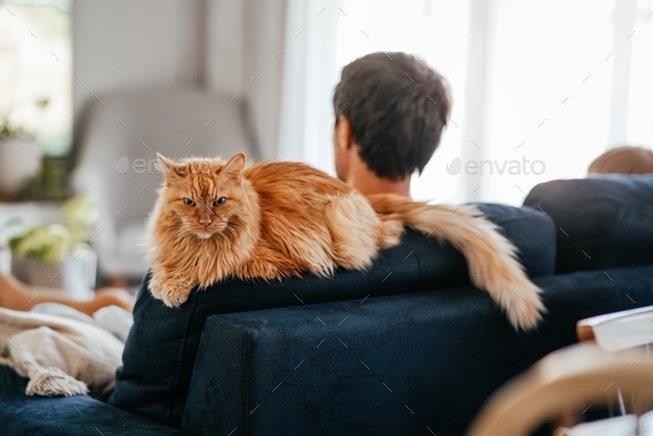Senior ginger cat and his owners resting together on blue couch in ...