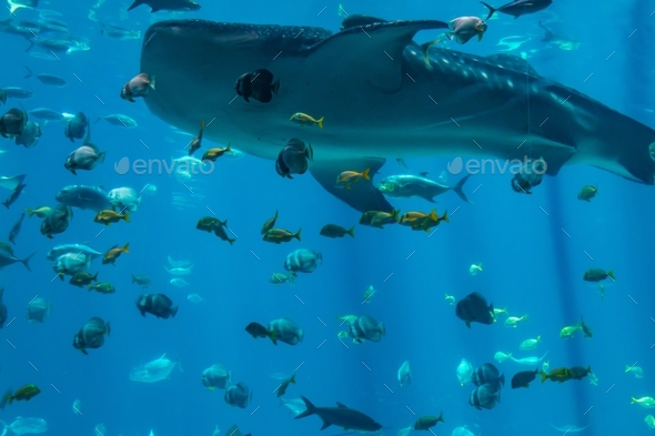 A huge blue fish tank where a very large shark and lots of small fish ...