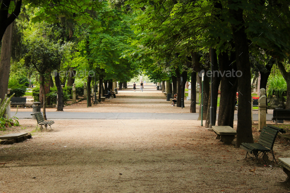 A tree line pathway in a park with wood benches along the way Stock ...