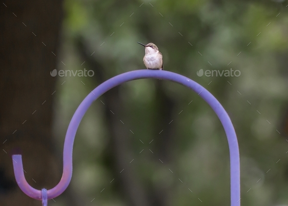 Purple stand outdoors with a tiny hummingbird sitting at the top of it ...