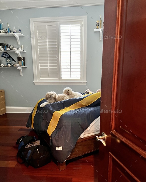 Two small dogs on a bed just waking up in the morning Stock Photo by ...