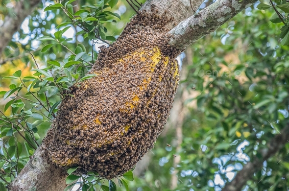 Close up of a beehive full of bees and yellow honeycomb on a tree limb ...