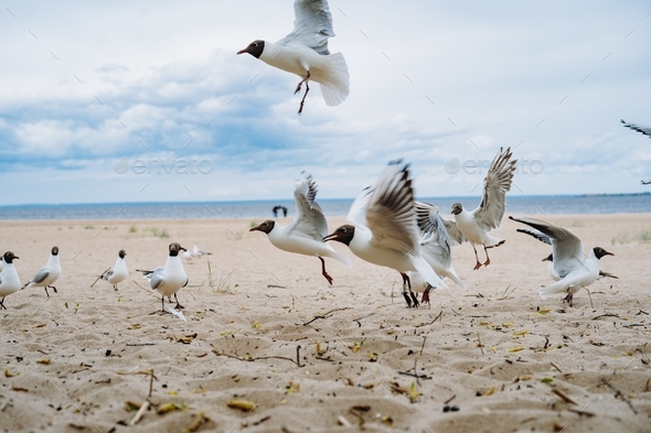 flock of sea gulls flying or walking on beach by the sea Stock Photo by ...