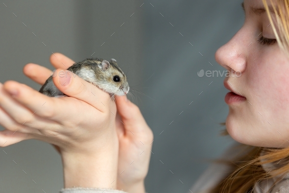Girl is holding hamster in her hands. Child's hands with a hamster ...