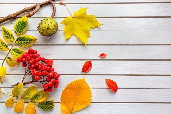 Autumn composition of fallen leaves of maple, mountain ash, chestnut on ...