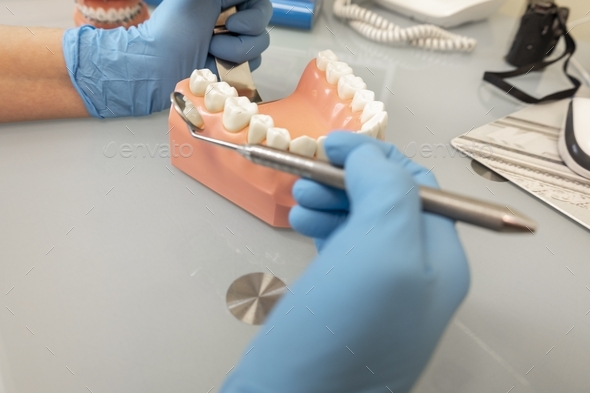Plastic human teeth models and dental model of teeth, casts of jaw on ...