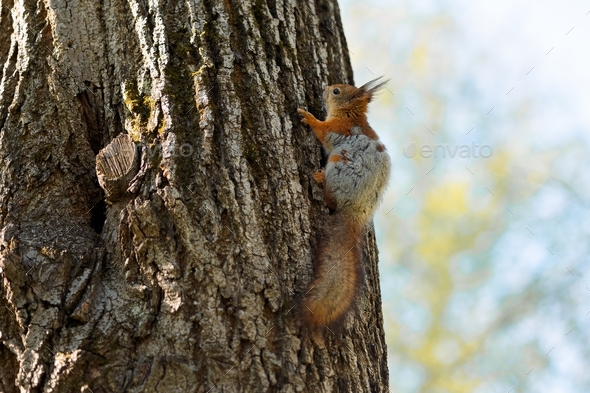 Red squirrel on tree spring coat color change. Squirrel sheds. Spring ...