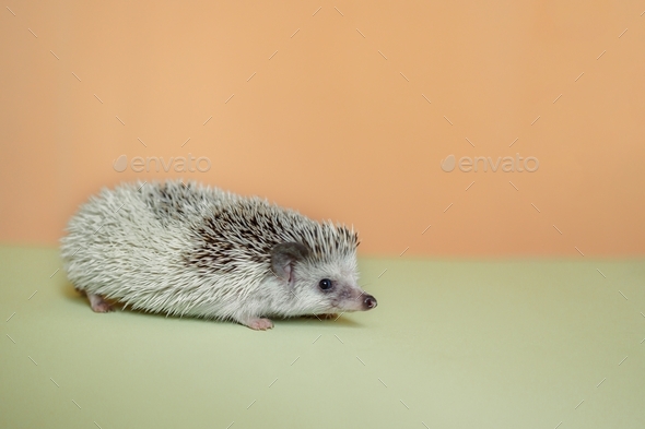 Cute hedgehog. Portrait of pretty curious muzzle of animal. Favorite ...