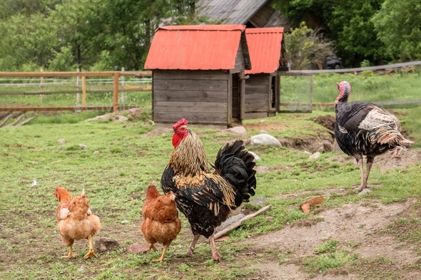 Countryside landscape whis geese, chickens, turkeys graze, sheeps in poultry yard on green grass ...