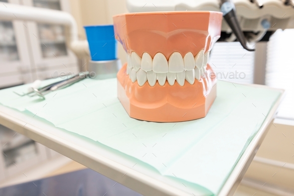 Plastic human teeth models and dental model of teeth, casts of jaw on ...
